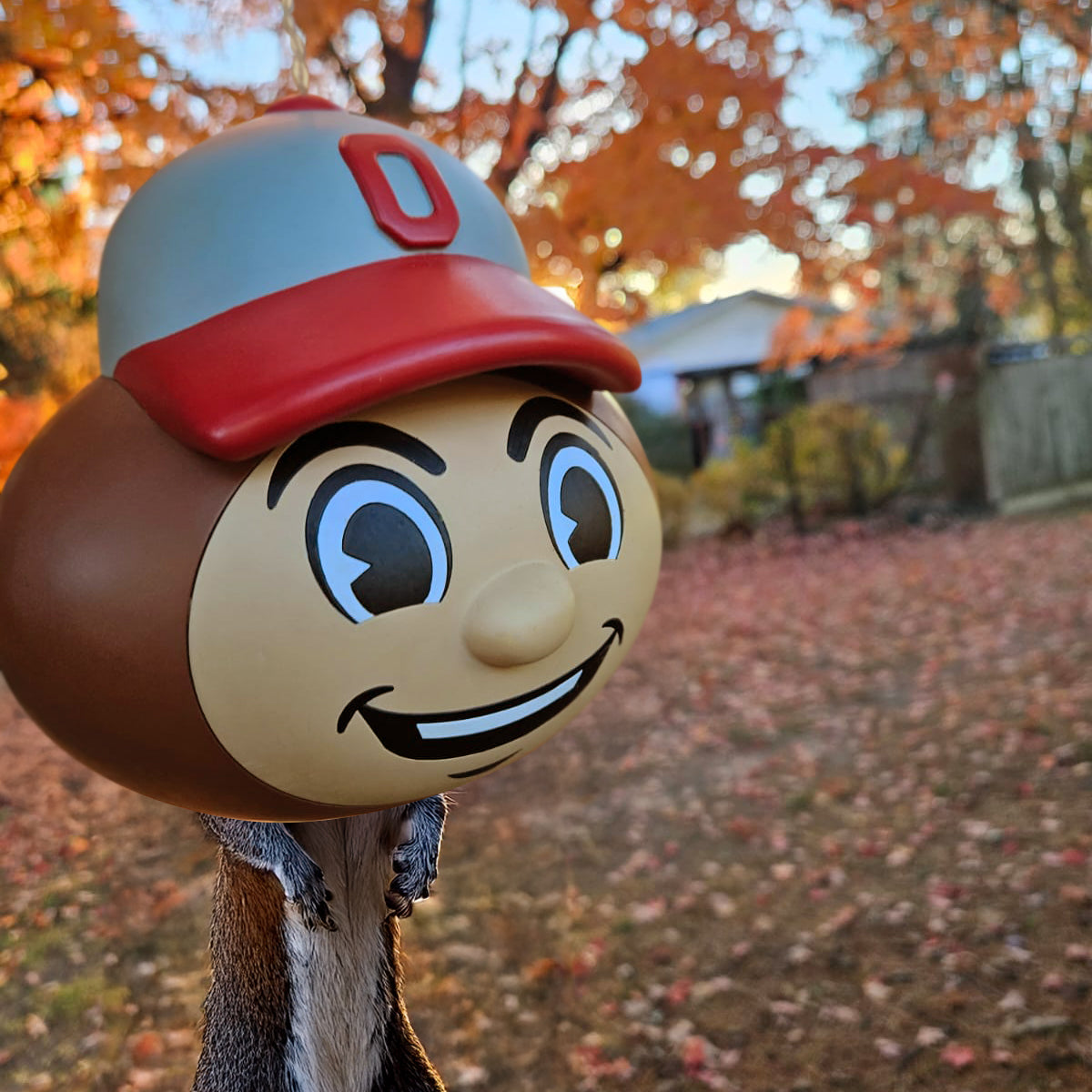 Get Nuts, Go Bucks! – Nutt Heads Ohio